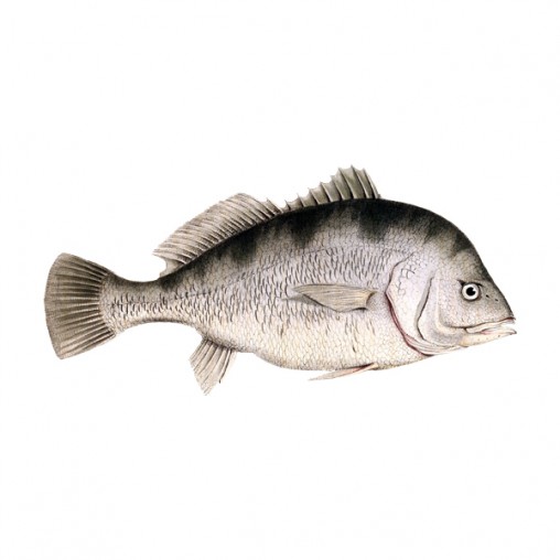3313 A338 sheepshead Fish (free graphics) – Enliven Designs