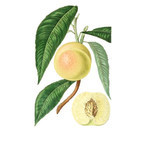 358 White Nectarine (free graphics) – Enliven Designs