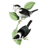 9814 Bearded Manakin (free graphics) – Enliven Designs