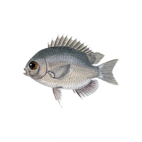 9941 Chromis insolata Sunshinefish (free graphics) – Enliven Designs