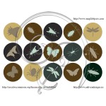 Free Bottle Cap Images Insect Bugs (free download) – Enliven Designs