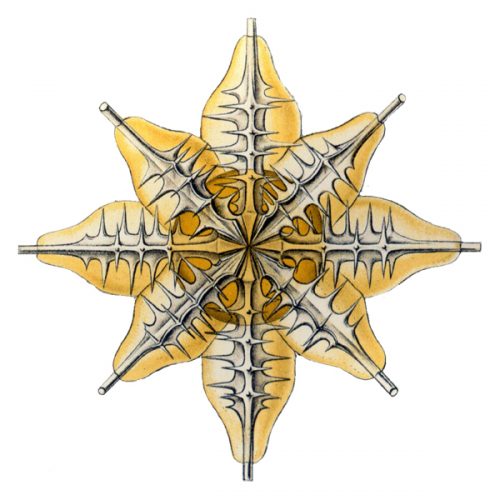 Haeckel Acanthometra 7 (free graphics) – Enliven Designs