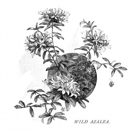 Wild Azalea (free download) – Enliven Designs