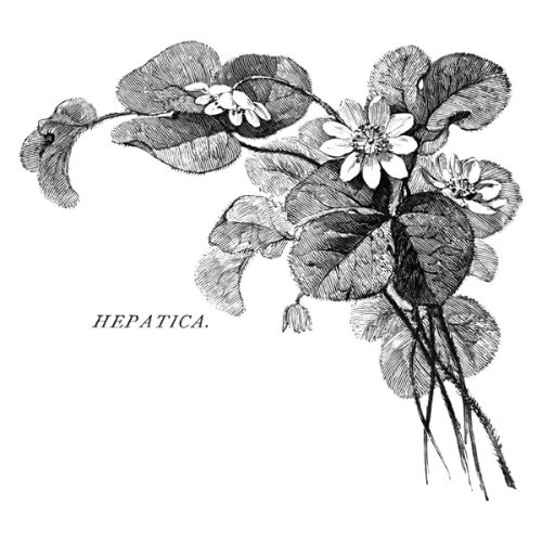 hepatica Stamp (free download) – Enliven Designs