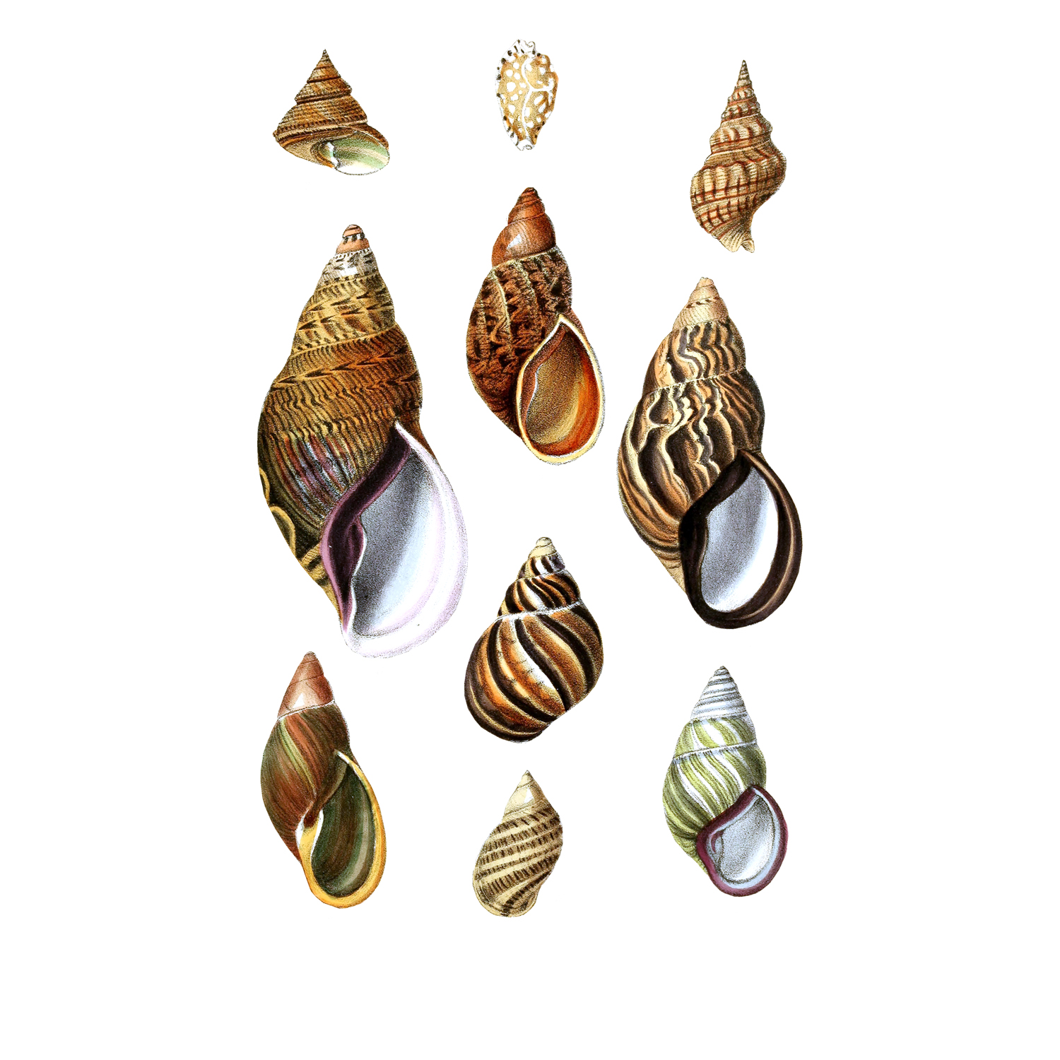 shells (free graphics) – Enliven Designs